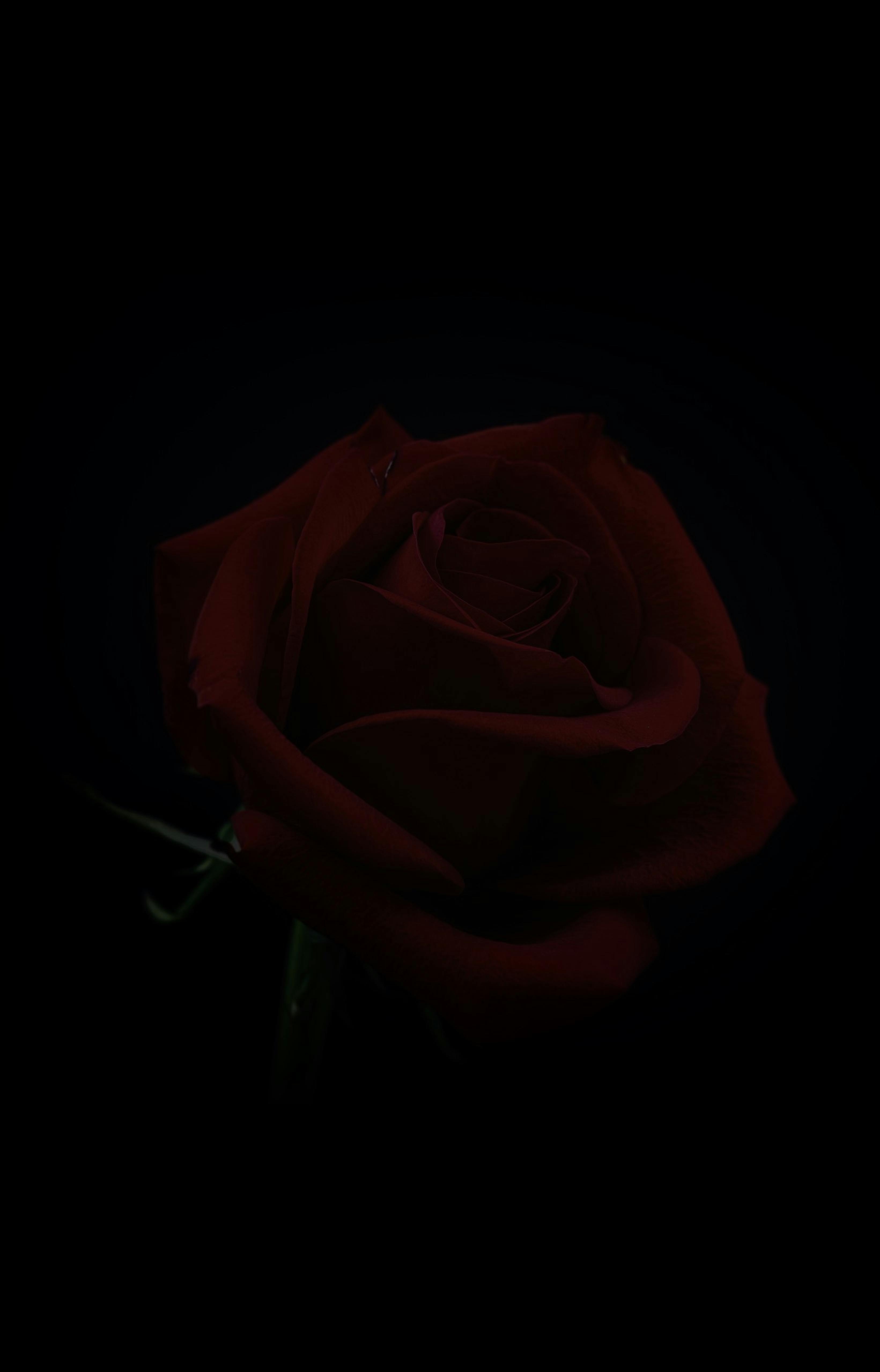 Home [onedanieltoole.com]