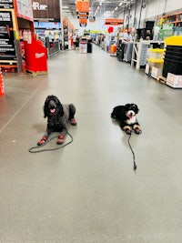 Services - On Q Dogs