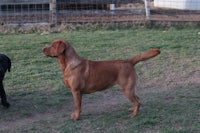 The Ladies - Matoskah Meadows Labradors - Professionally bred Labrador Retrievers